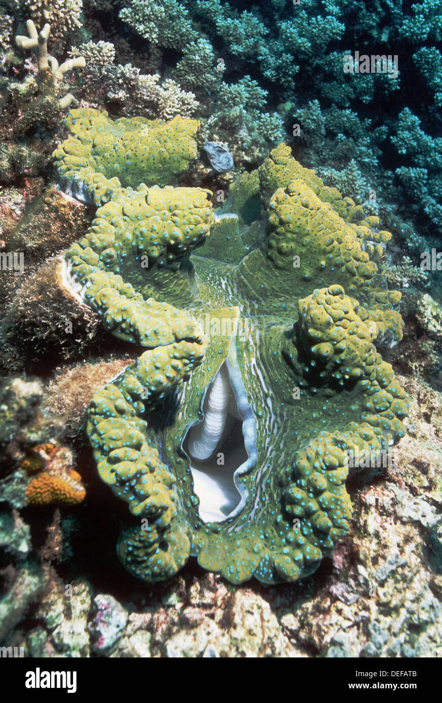 Giant clam and great barrier reef hi-res stock photography and images ...