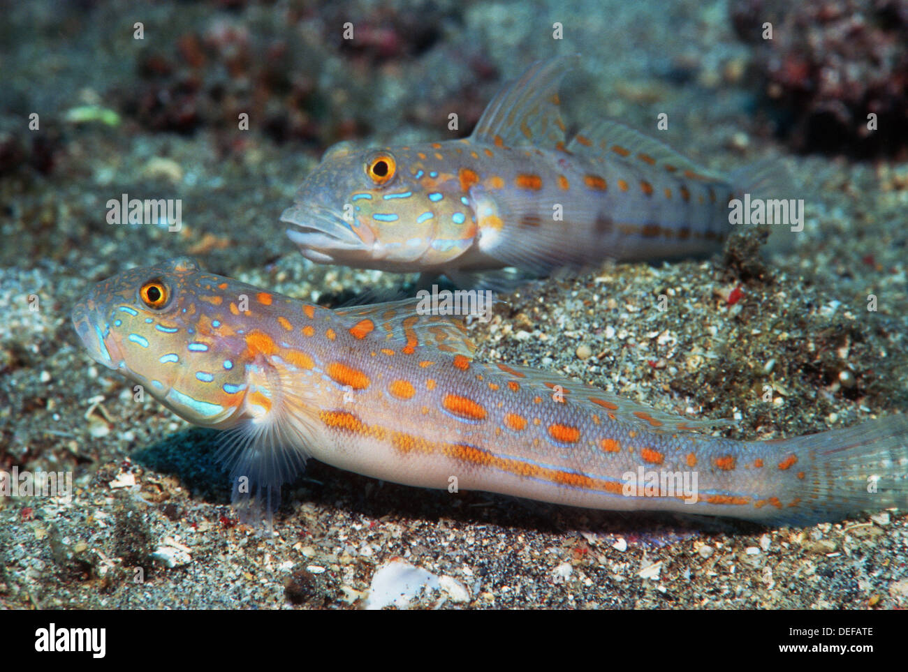 Gill Rakers High Resolution Stock Photography and Images - Alamy
