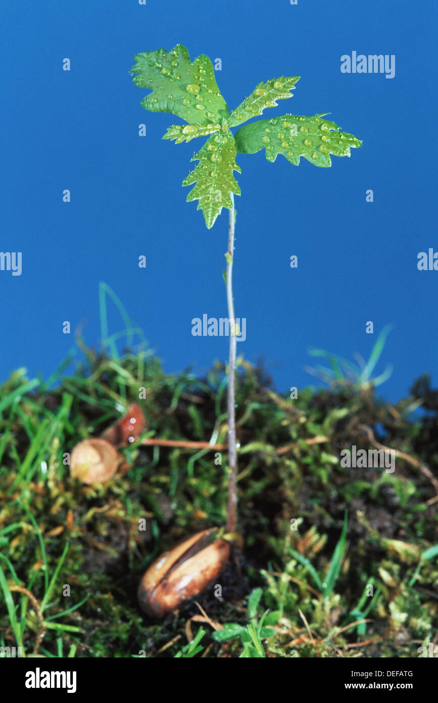 Acorn sprouting hi-res stock photography and images - Alamy