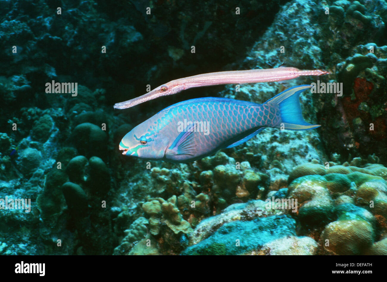 Trumpetfish queen parrotfish aulostomus maculatus hi-res stock ...