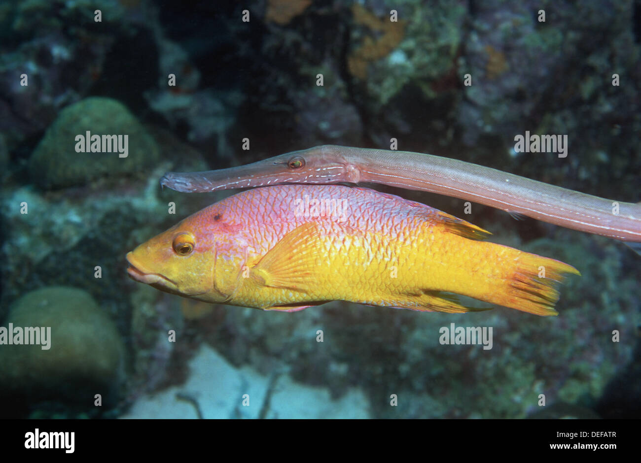 Spanish hogfish caribbean hi-res stock photography and images - Alamy