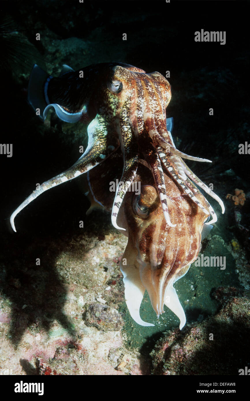 Pharaoh cuttlefish hi-res stock photography and images - Alamy
