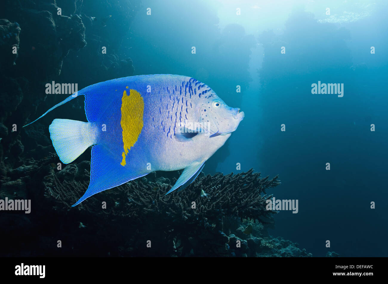 Maculosus hi-res stock photography and images - Alamy