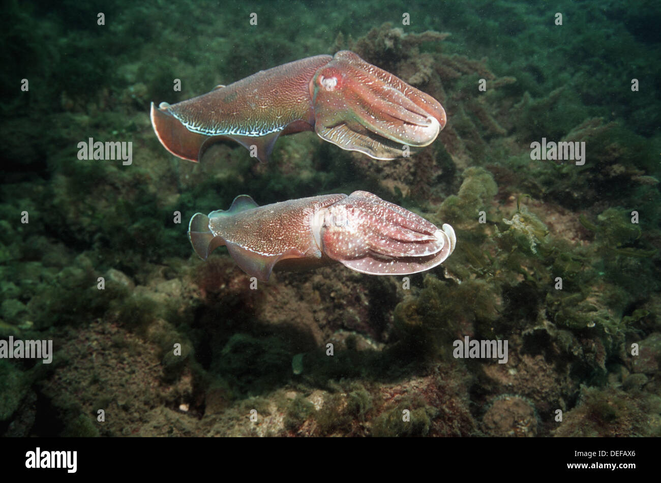 Sepia apama hi-res stock photography and images - Alamy