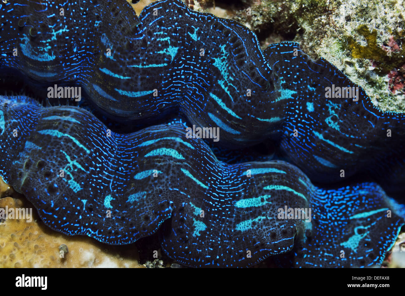 Boring giant clam tridacna crocea hi-res stock photography and images ...