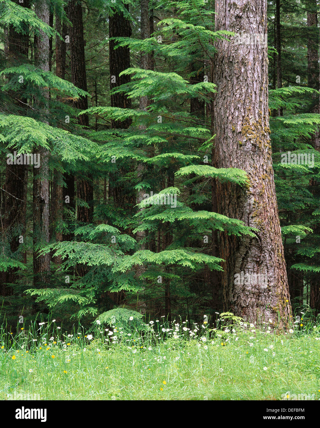 North temperate rain forest north temperate rain forest hi-res stock ...