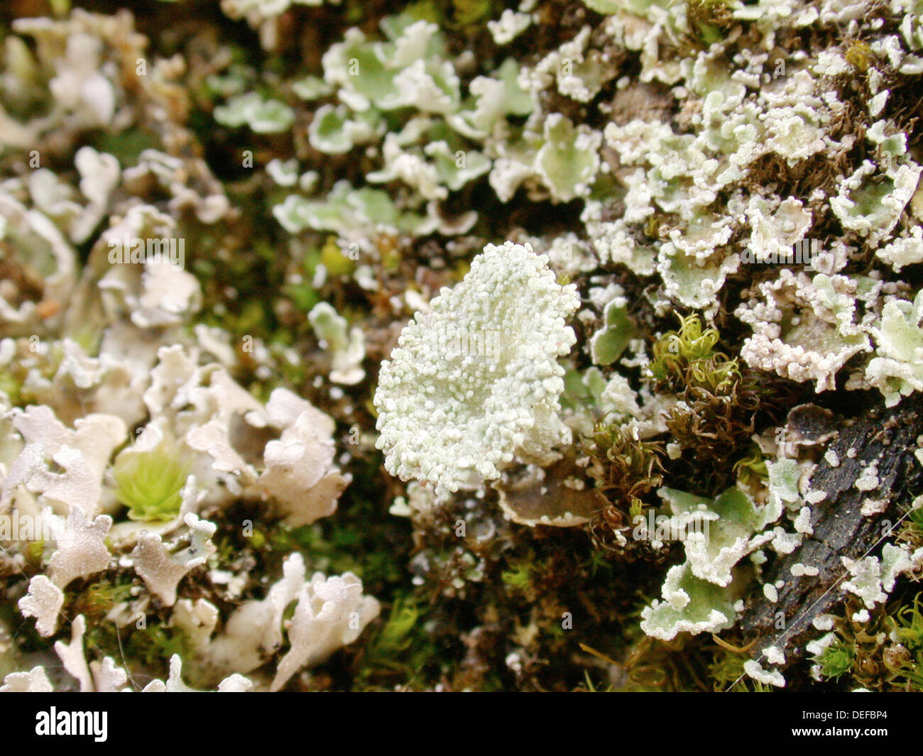 Cladonia sp hi-res stock photography and images - Alamy