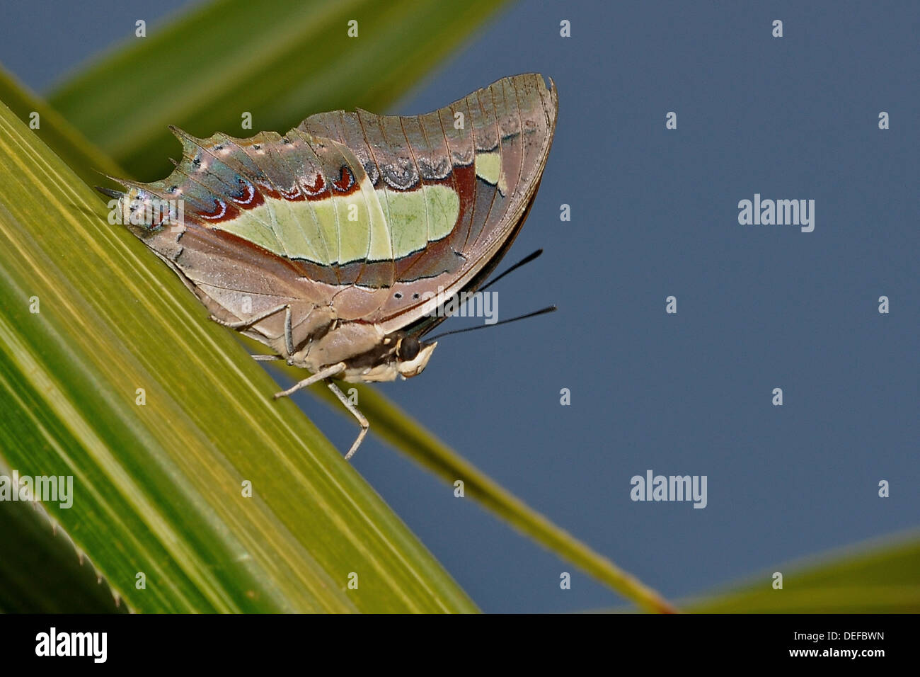 Common Nawab Butterfly Stock Photo - Alamy