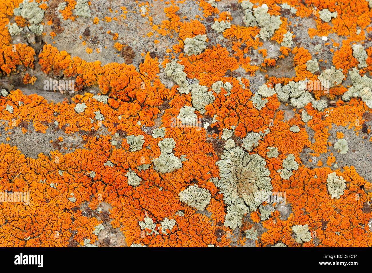 Primary Succession Lichen High Resolution Stock Photography and Images ...
