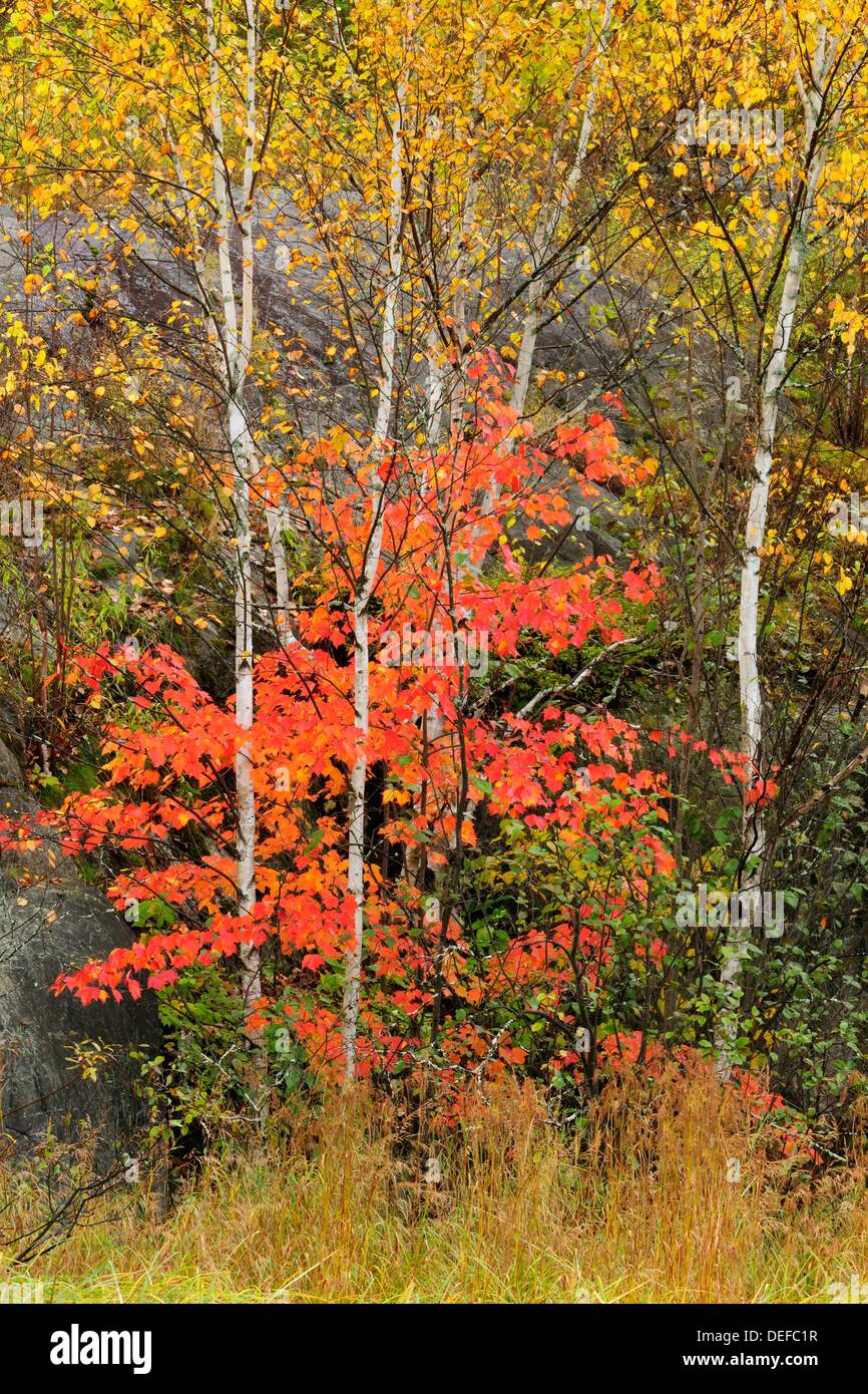 Birch tree and red maple Stock Photo - Alamy