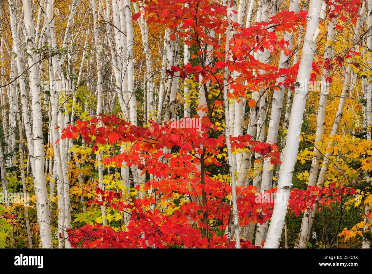 Mature maples ontario hi-res stock photography and images - Alamy