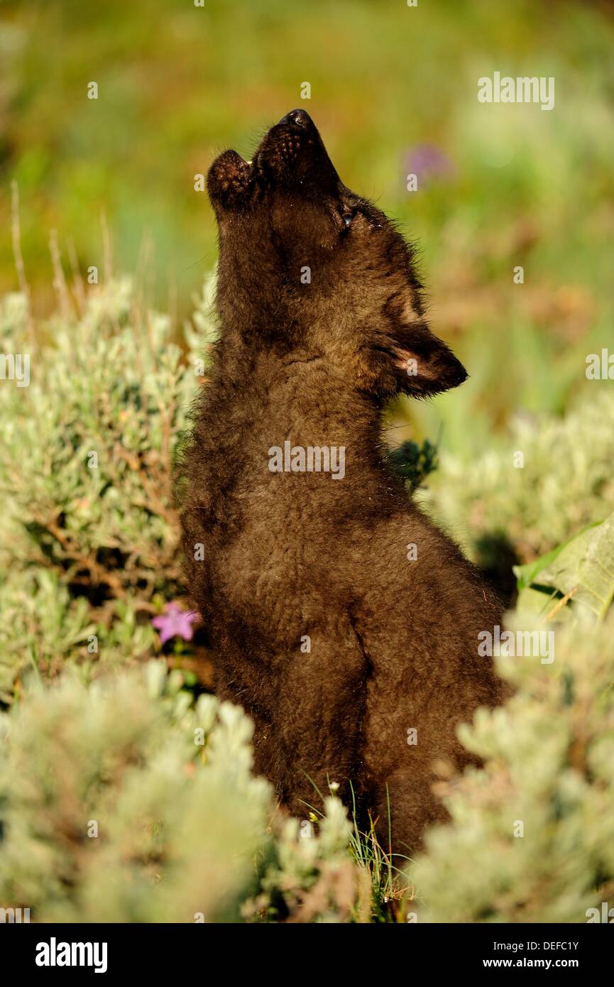 Gray Wolf Pup Den High Resolution Stock Photography and Images - Alamy