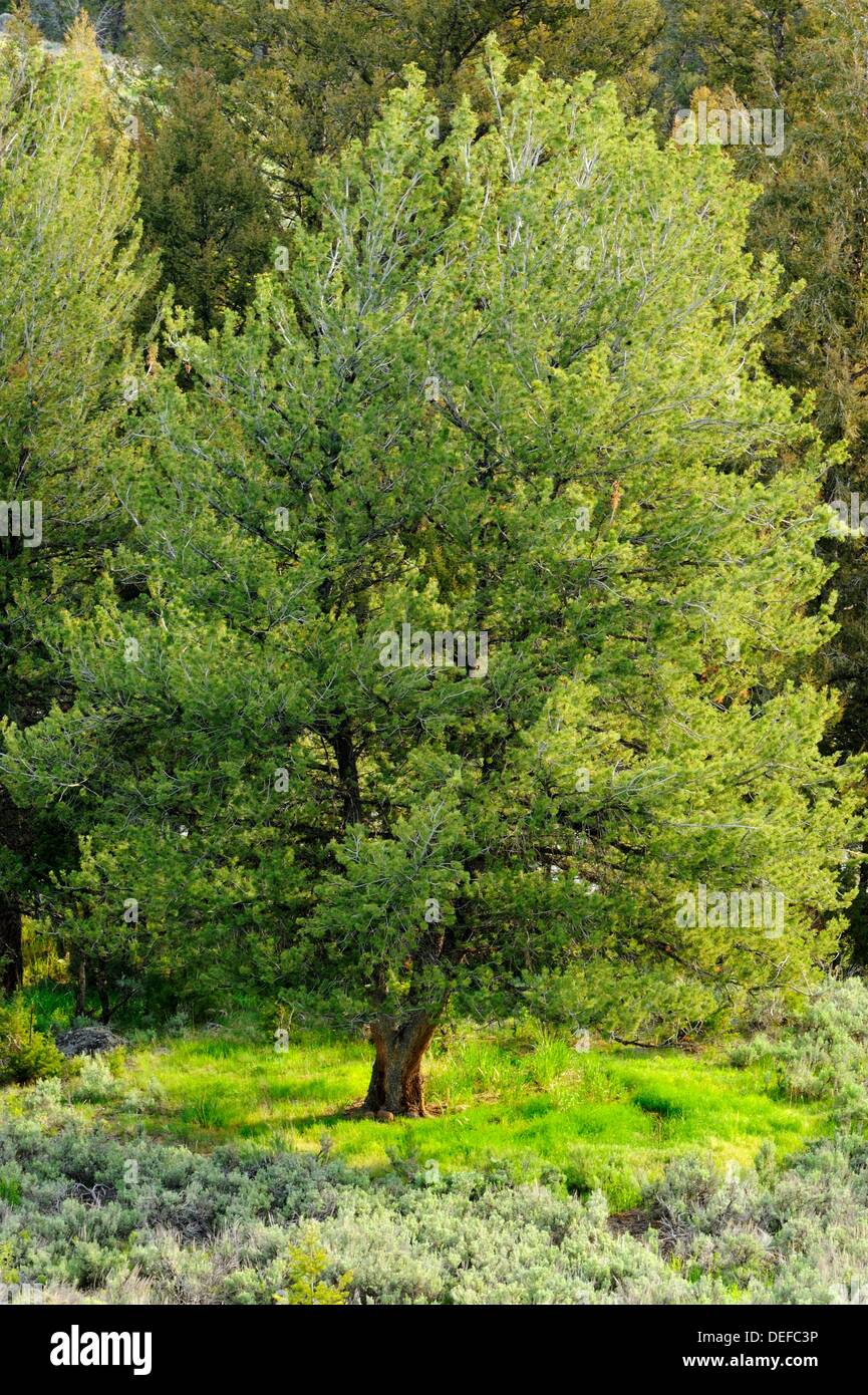 Alpine scrubland hi-res stock photography and images - Alamy