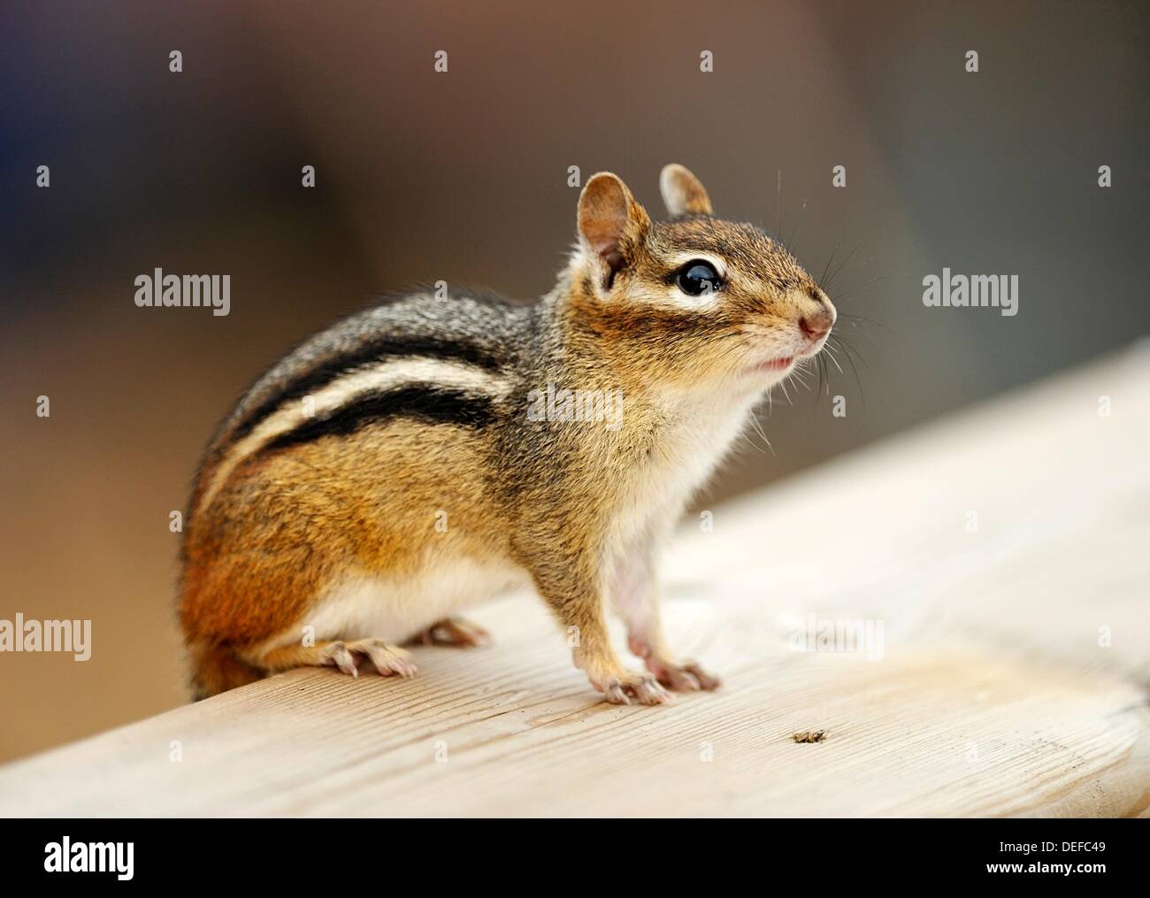 Eastern Chipmunk Tamias striatus Foraging on wooden deck railing Stock ...
