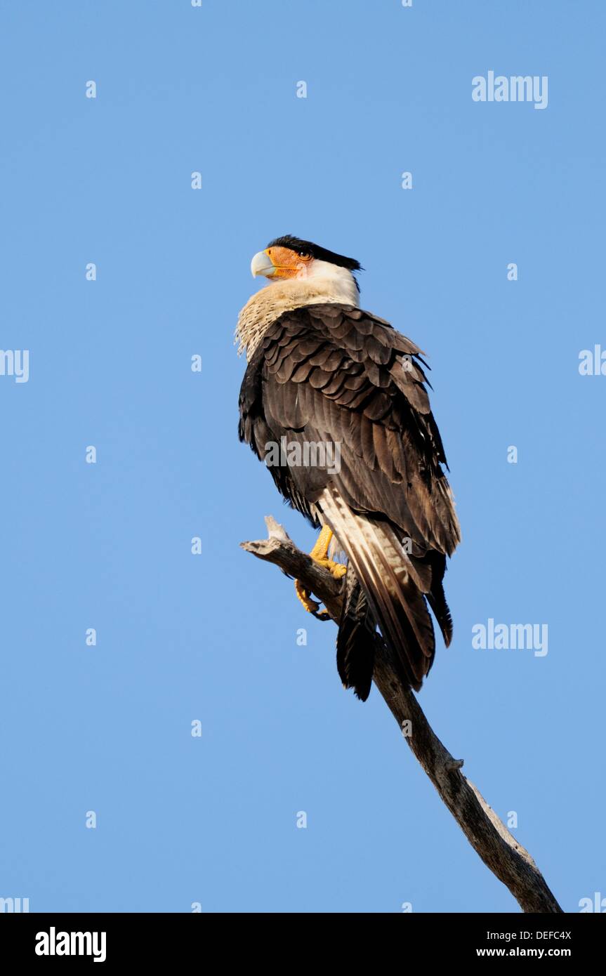 Sentinel standing hi-res stock photography and images - Alamy