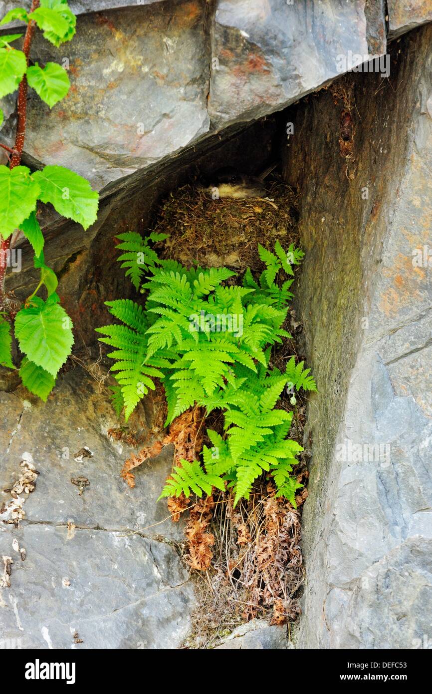 Biology nest hi-res stock photography and images - Alamy
