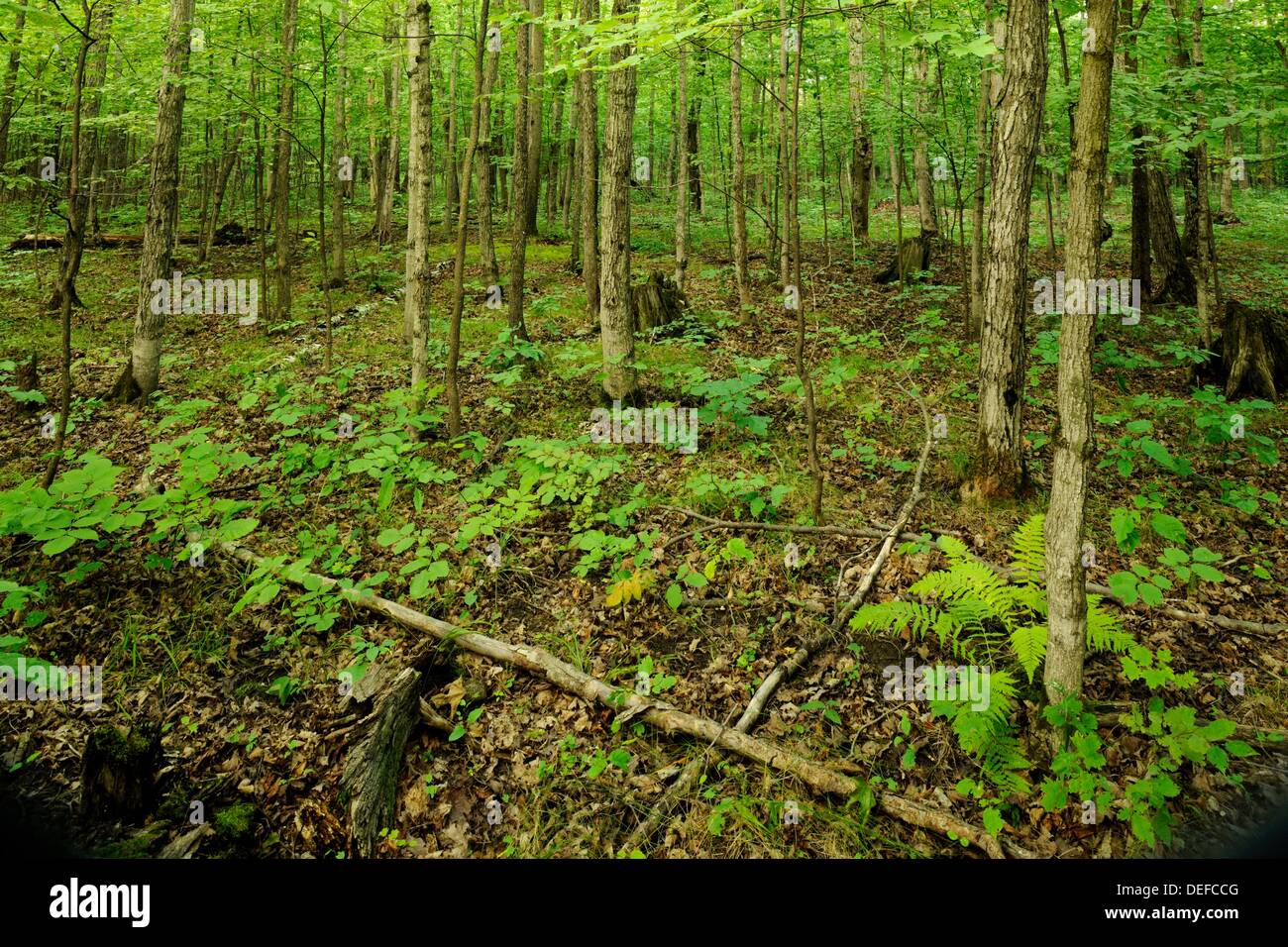 Line complex hi-res stock photography and images - Alamy