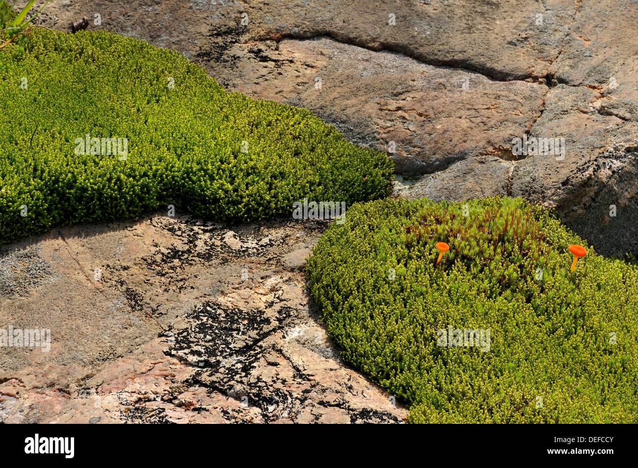 Pohlia moss colony hi-res stock photography and images - Alamy