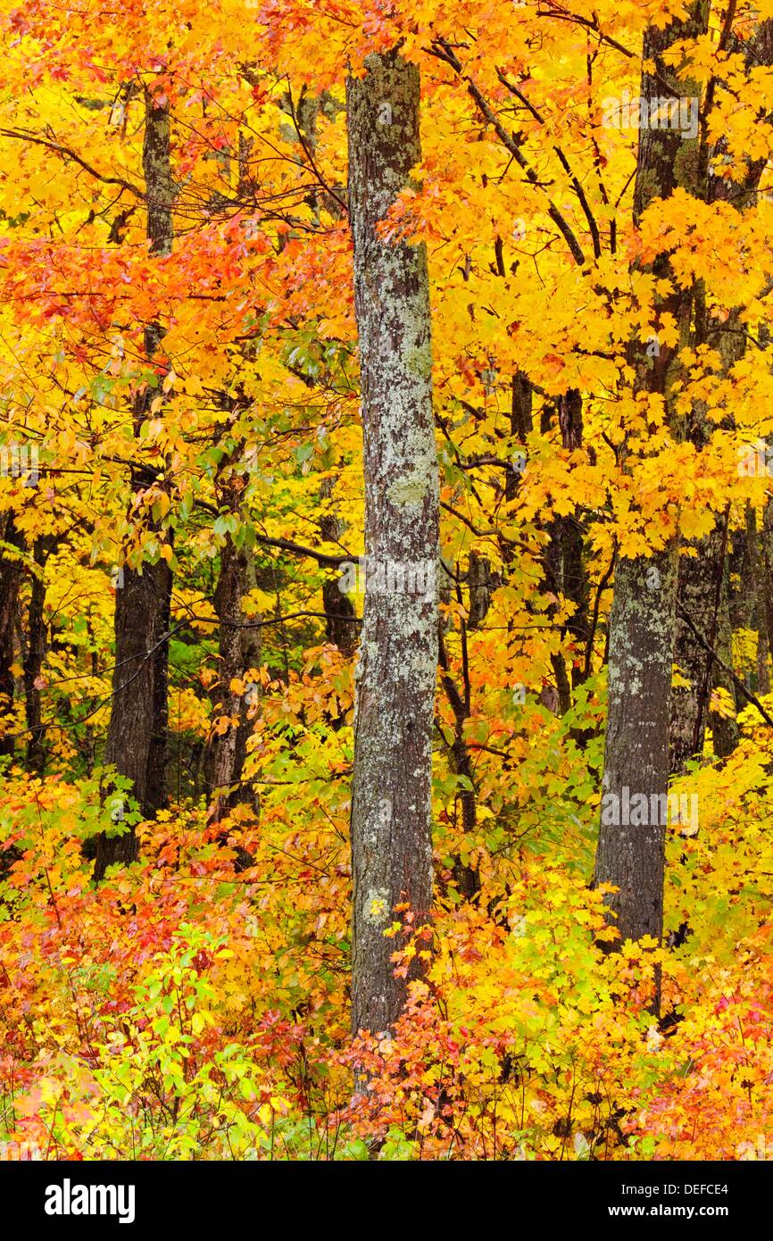 North America Temperate Deciduous Forest