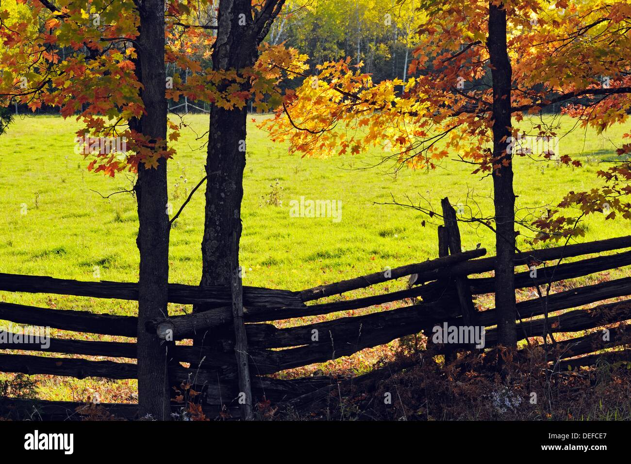 Fence surrounding trees hi-res stock photography and images - Alamy