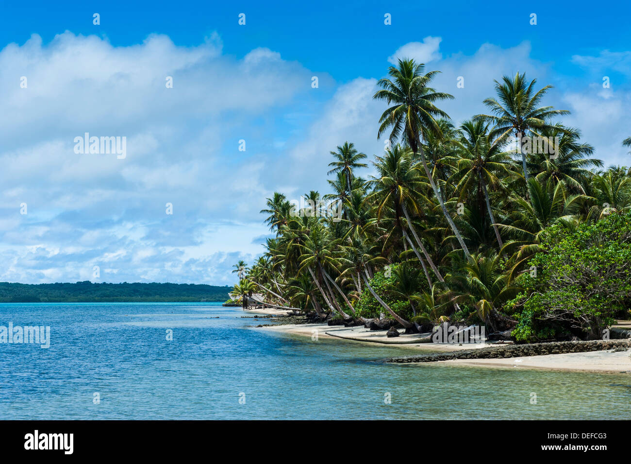 Beautiful tropical trees in the world hi-res stock photography and ...