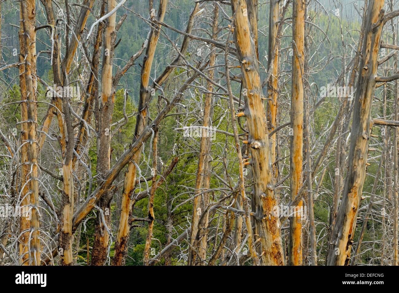 Regenerating secondary forest hi-res stock photography and images - Alamy