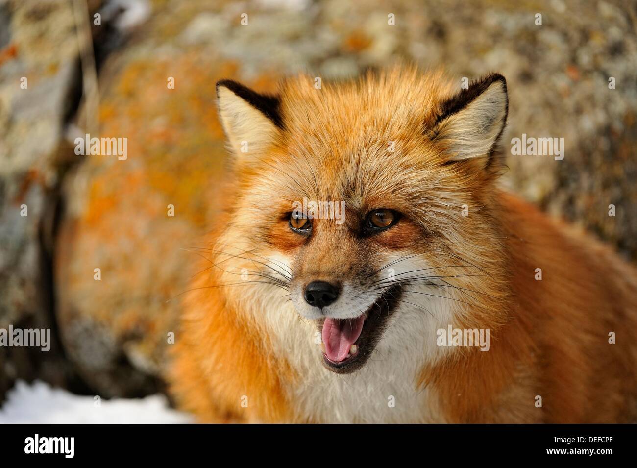Vulpes vulpes montana hi-res stock photography and images - Alamy