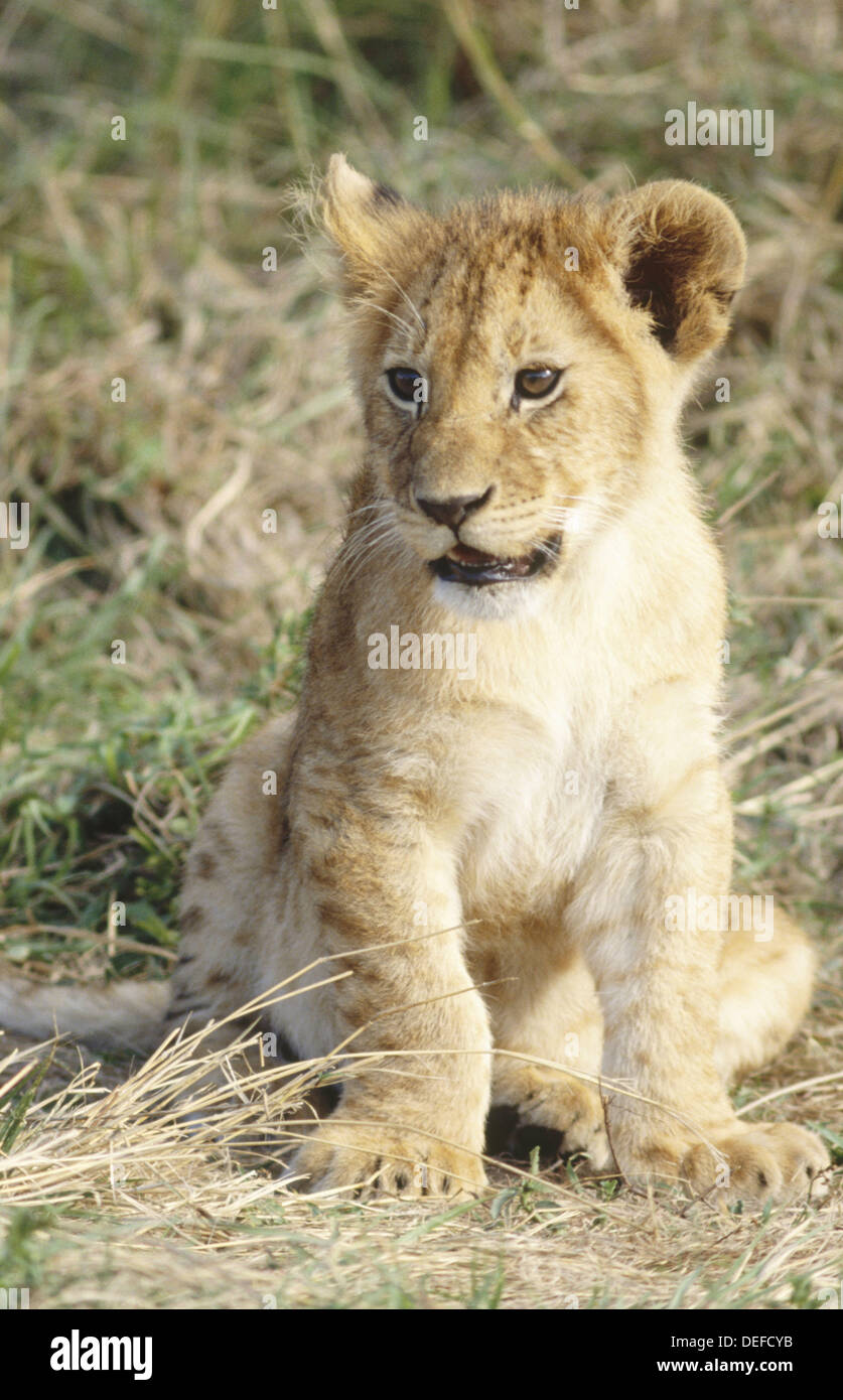 Innocent lion hi-res stock photography and images - Alamy