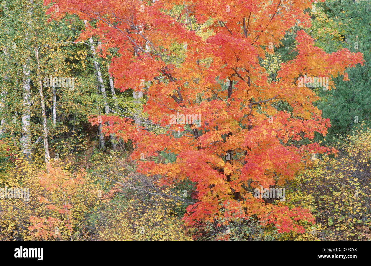 Temperate hardwoods hi-res stock photography and images - Alamy