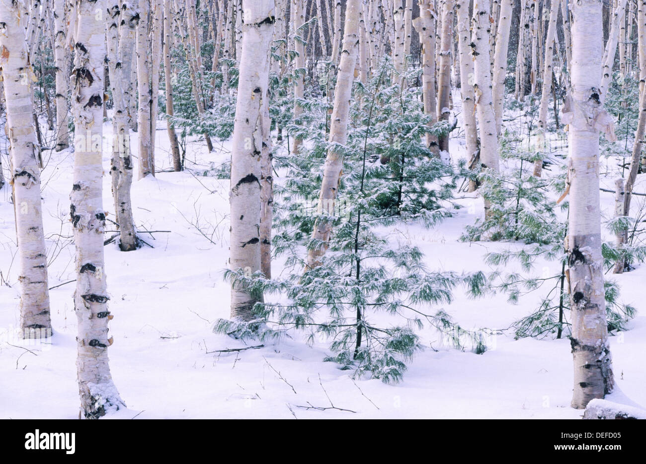 Pinus strobus snow hi-res stock photography and images - Alamy