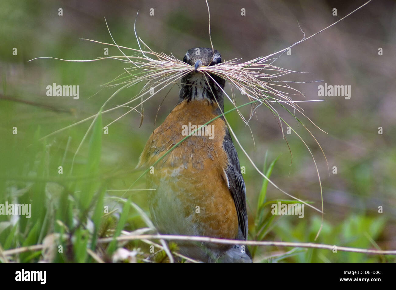 American robin with nest material hi-res stock photography and images ...