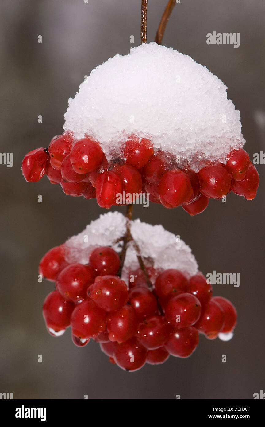 Highbush cranberry hi-res stock photography and images - Alamy