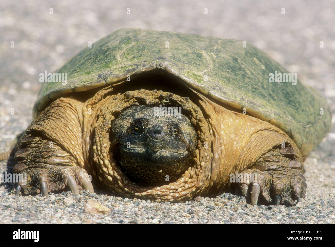 Snapping turtle canada hi-res stock photography and images - Alamy