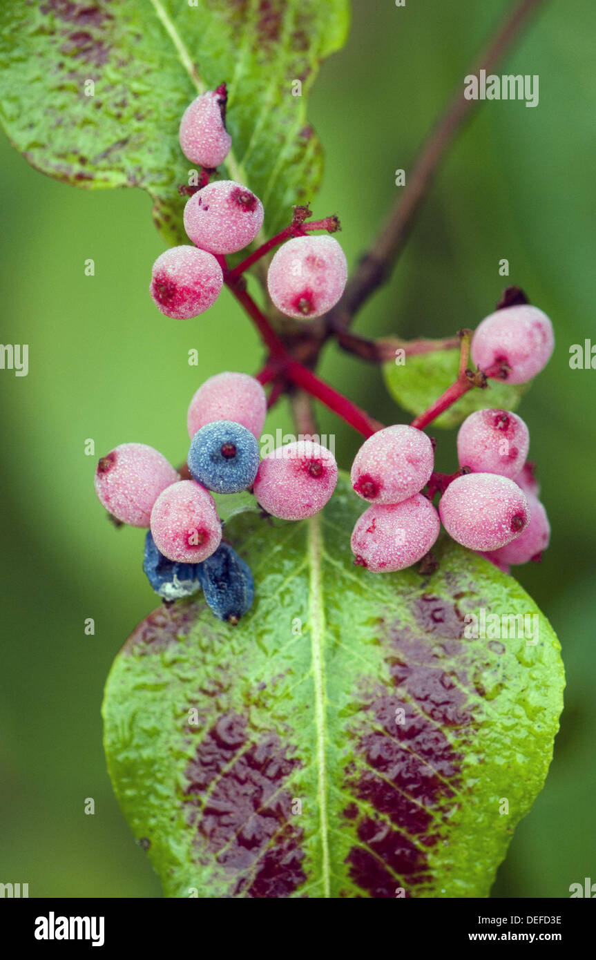 Northern Wild Raisin