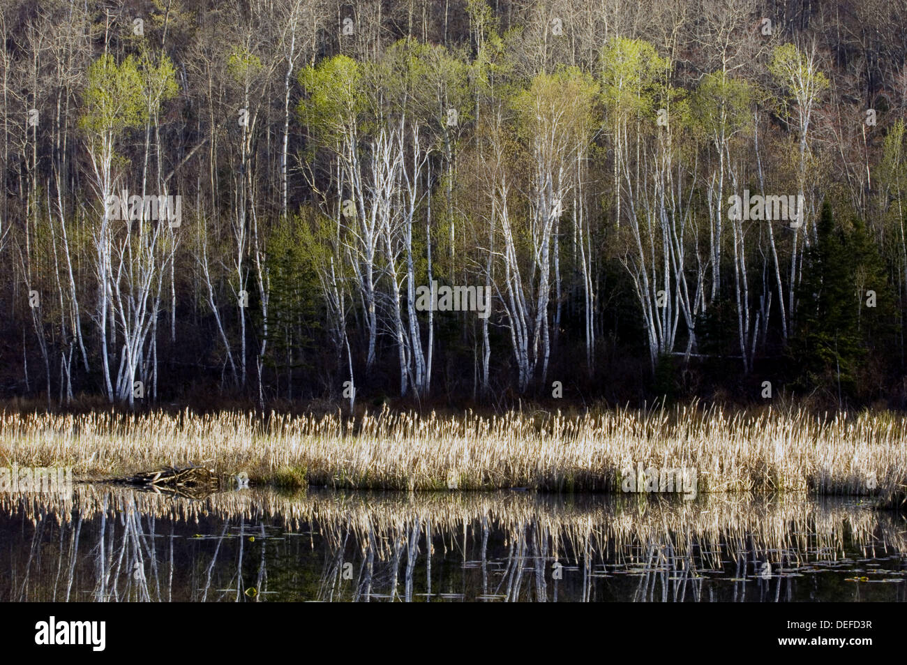 Espanola ontario hi-res stock photography and images - Alamy