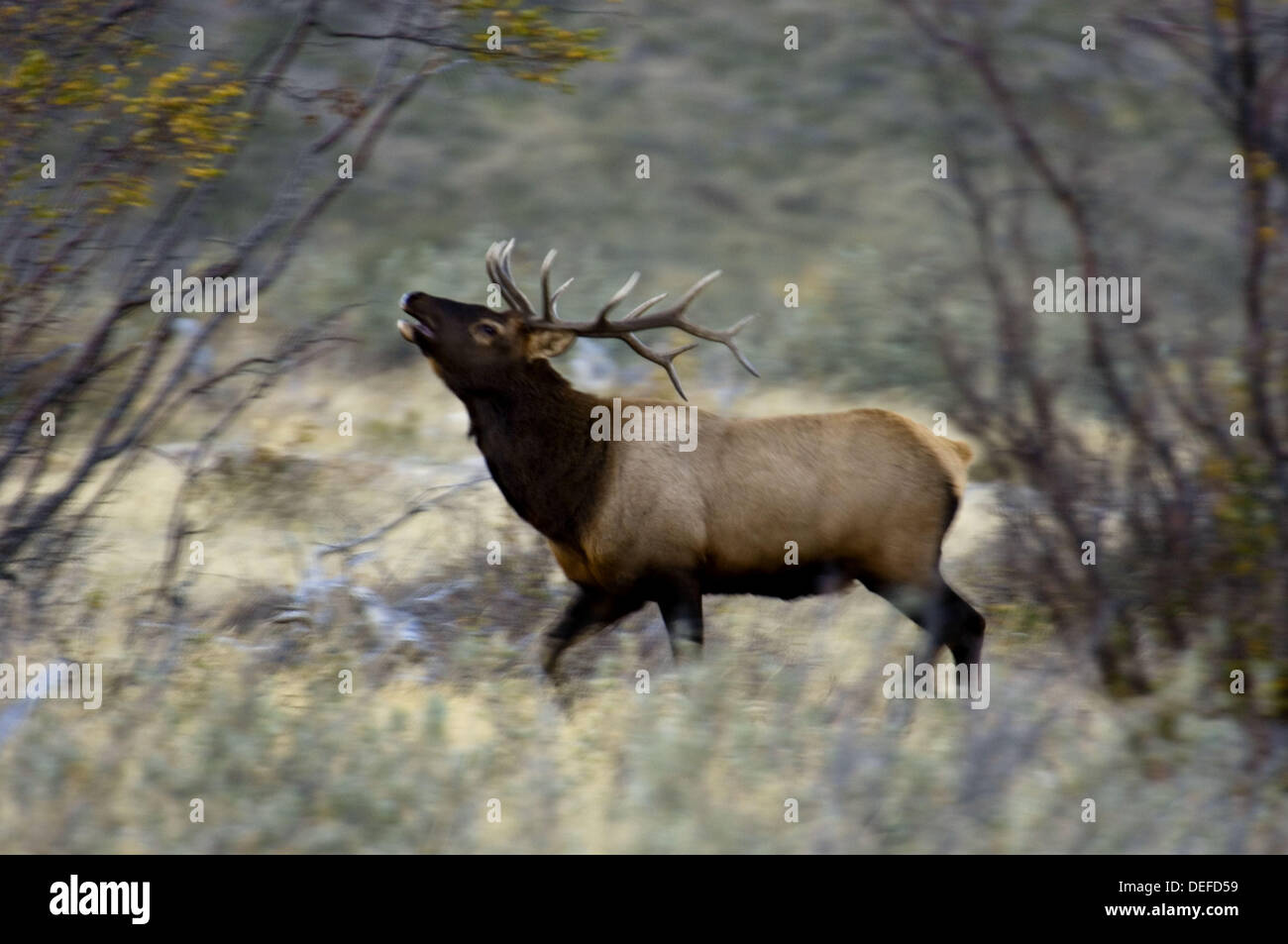 Red deer stag bugling hi-res stock photography and images - Alamy