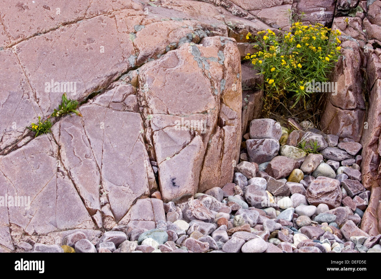 Canadian Shield Plants