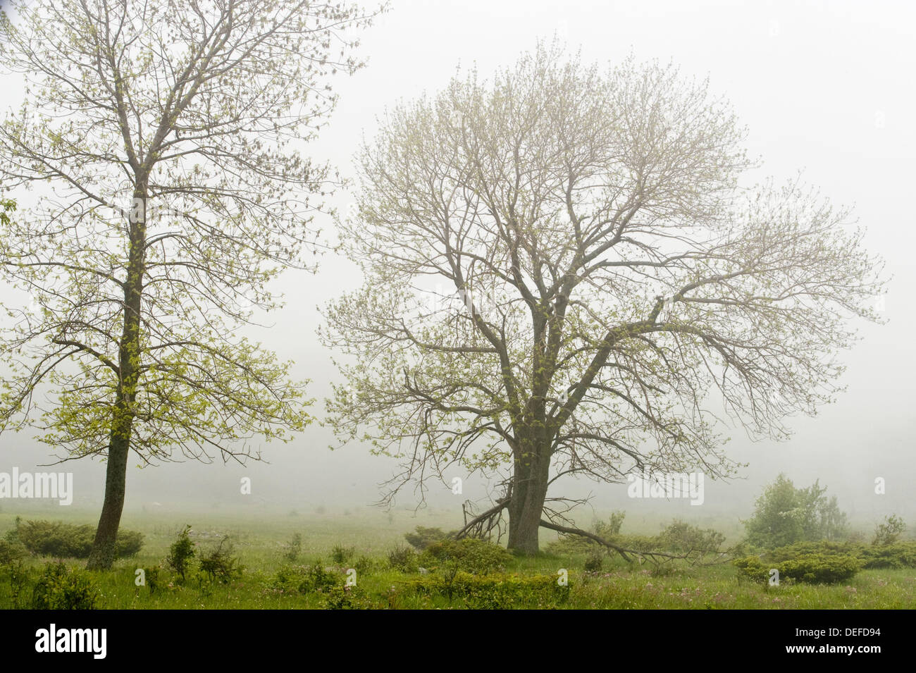 Fog light icon hi-res stock photography and images - Alamy