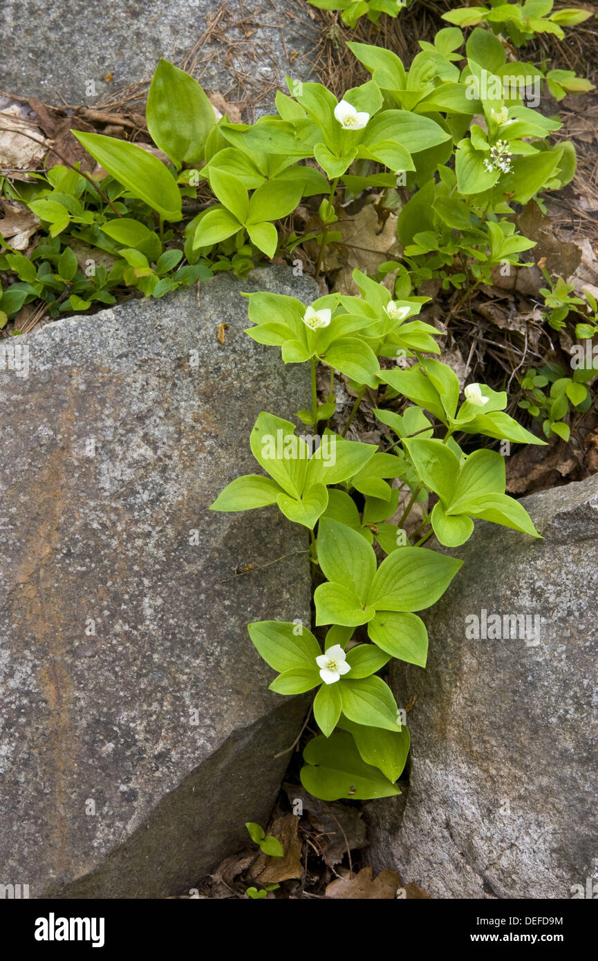 Canadian shield granite outcrops hi-res stock photography and images ...