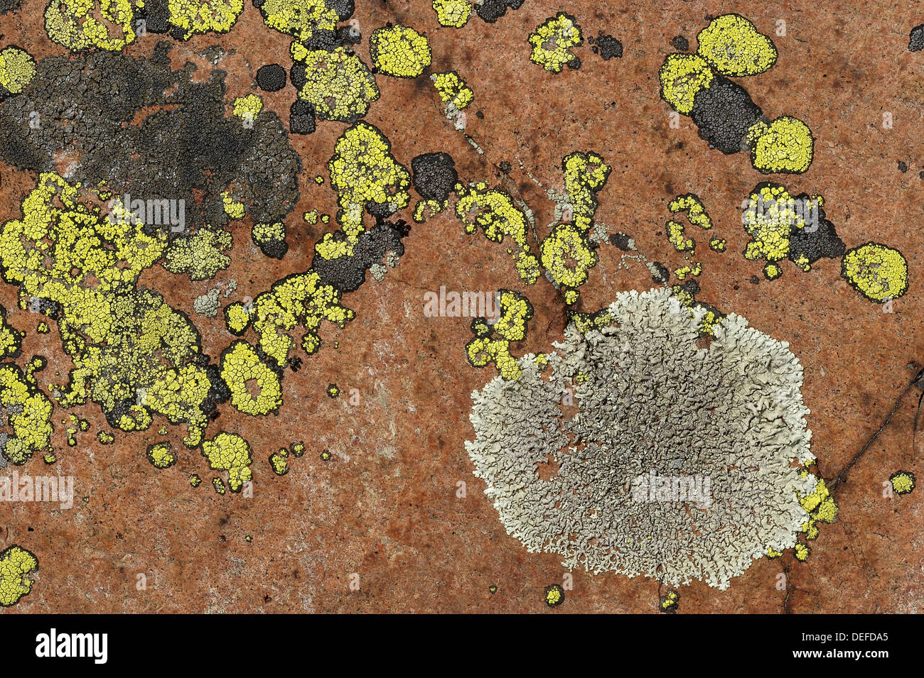 Lichen colonies hi-res stock photography and images - Alamy