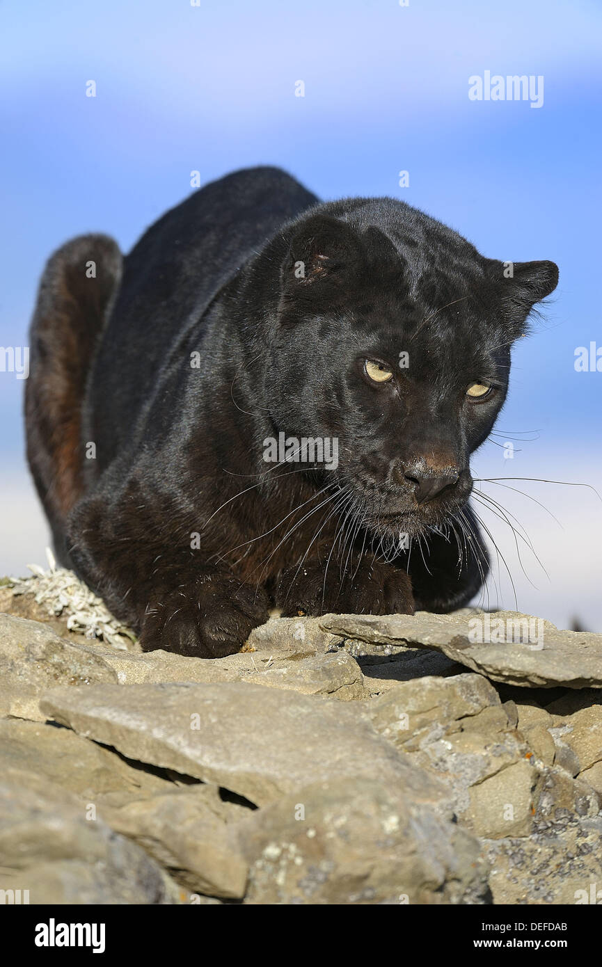 Melanistic leopard black panther hi-res stock photography and images ...