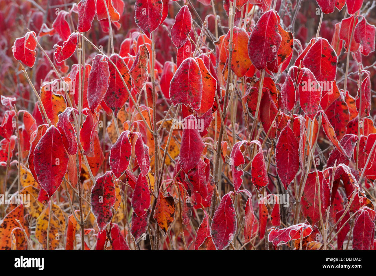 Vibernum High Resolution Stock Photography and Images - Alamy