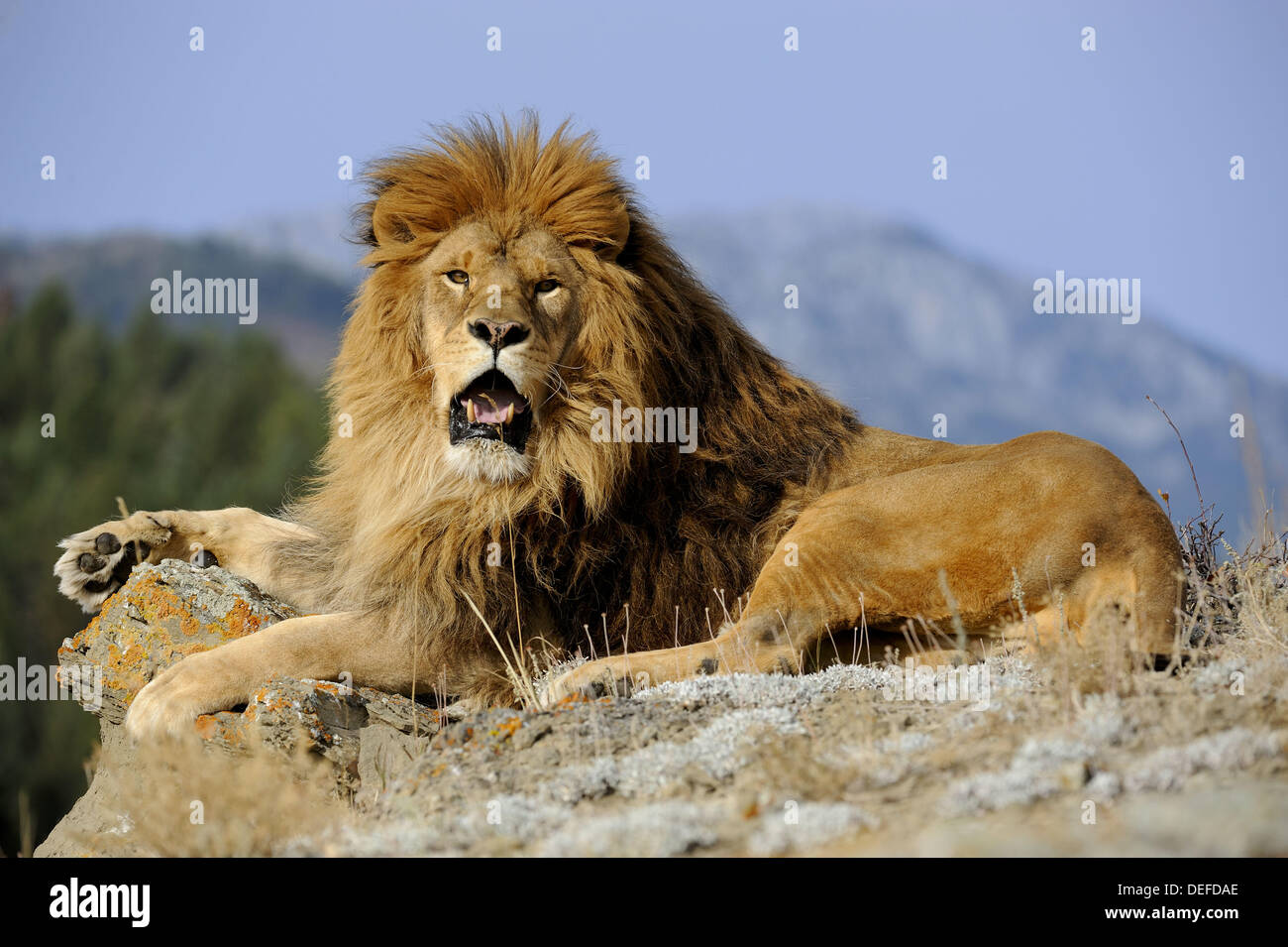 Barbary Lion High Resolution Stock Photography and Images - Alamy