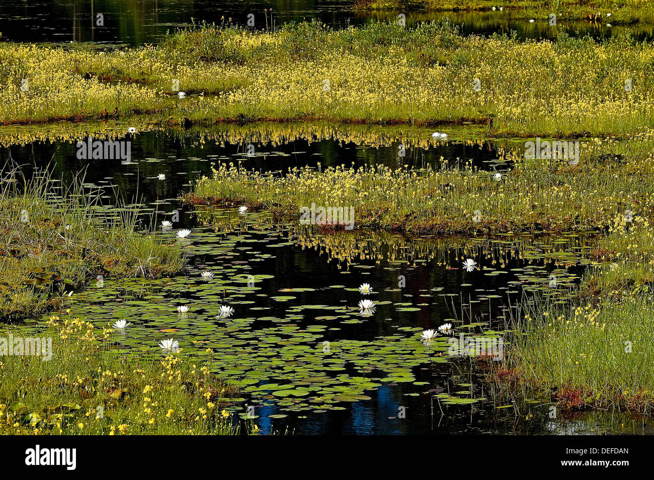 Abundance of water lilies hi-res stock photography and images - Alamy