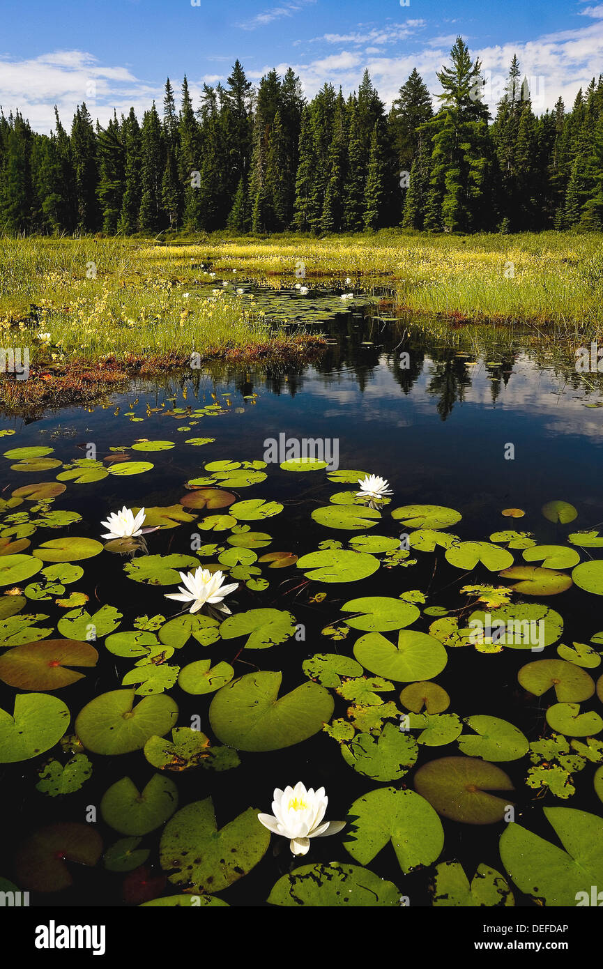 View of bog habitat hi-res stock photography and images - Alamy