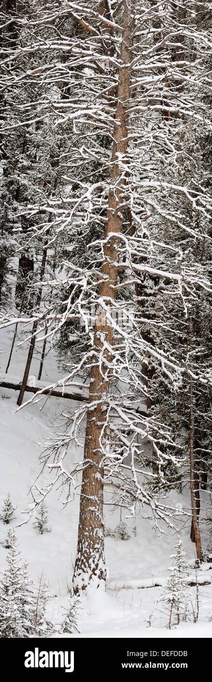 Many tree limbs hi-res stock photography and images - Alamy