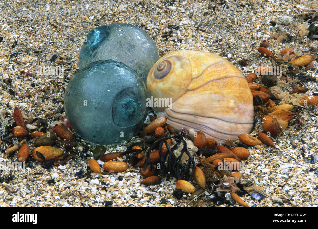 Polinices hi-res stock photography and images - Alamy