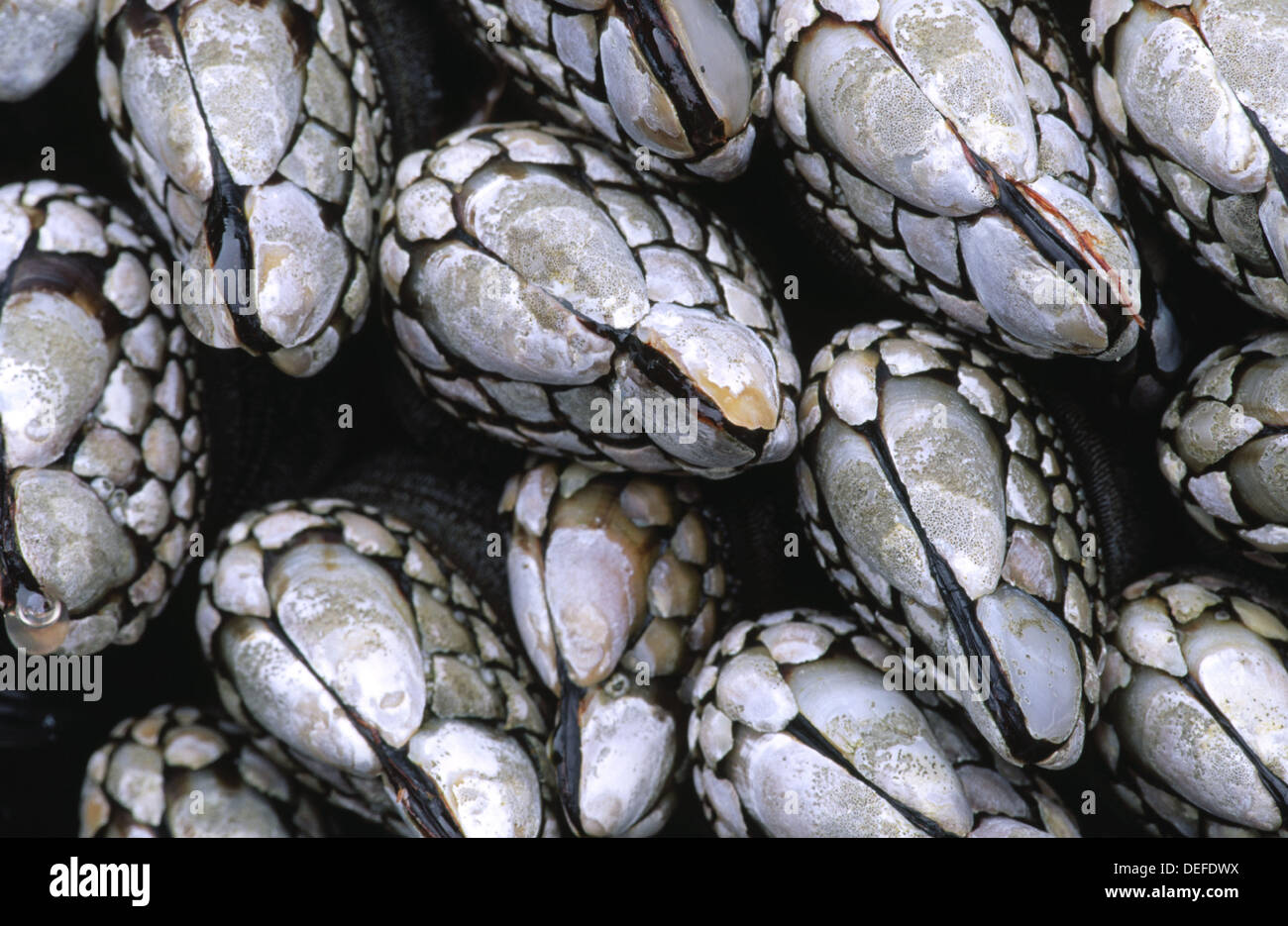 Gooseneck barnacles underwater hi-res stock photography and images - Alamy