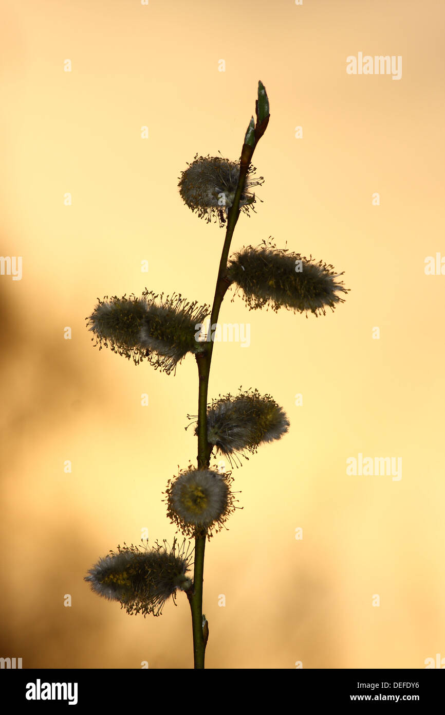 Plant on sunset Stock Photo - Alamy
