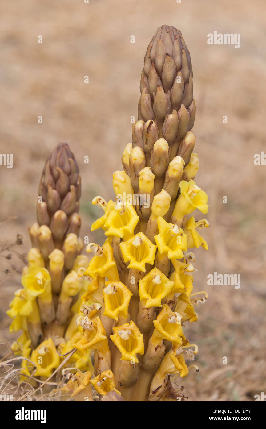Desert hyacinth fox radish cistanche hi-res stock photography and ...